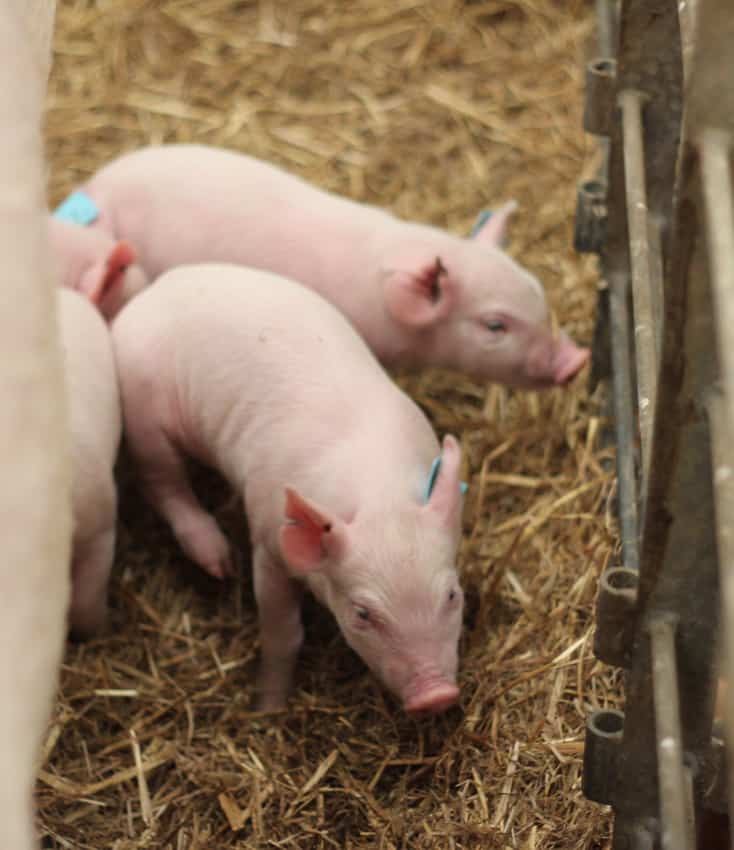 Another Kind of Hog Farm - North Carolina Health News