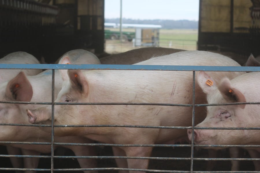 A Different Type of Hog Farm - North Carolina Health News