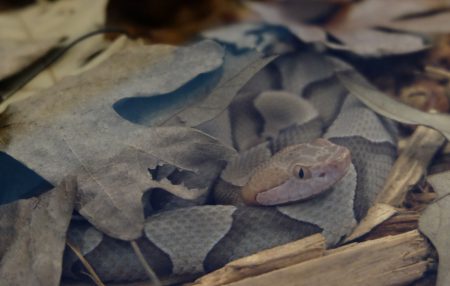 When the Snake Bites, the Biggest Pain Can Be in the Wallet - North ...