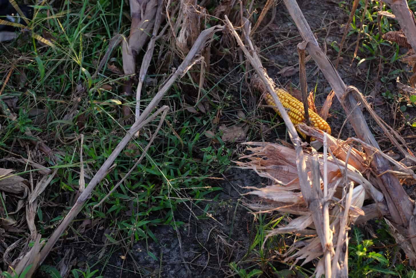 Drowned corn - North Carolina Health News