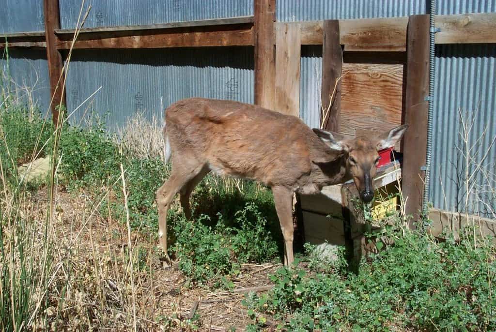 Deer chronic wasting disease spread making biologists and lawmakers ...