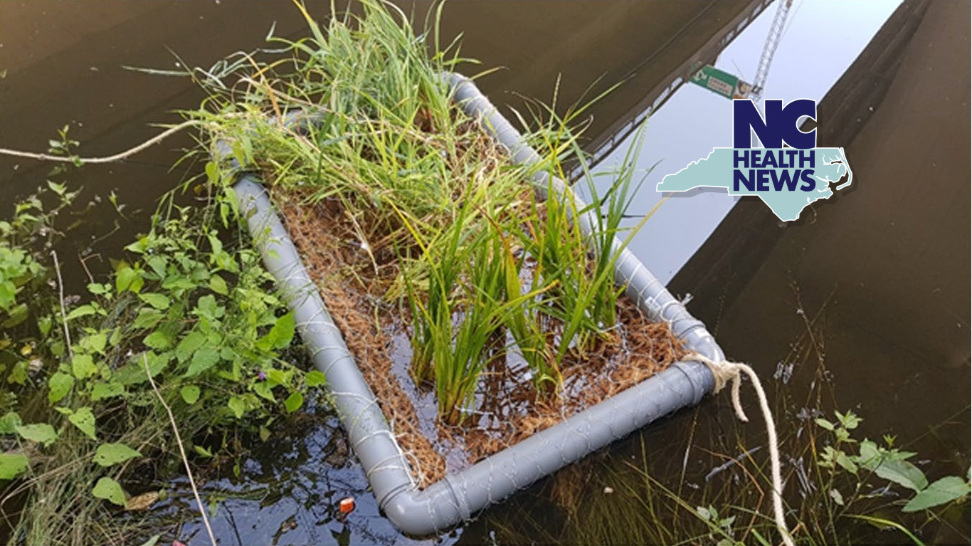 Could aquatic plants help remove PFAS from the Cape Fear Basin?